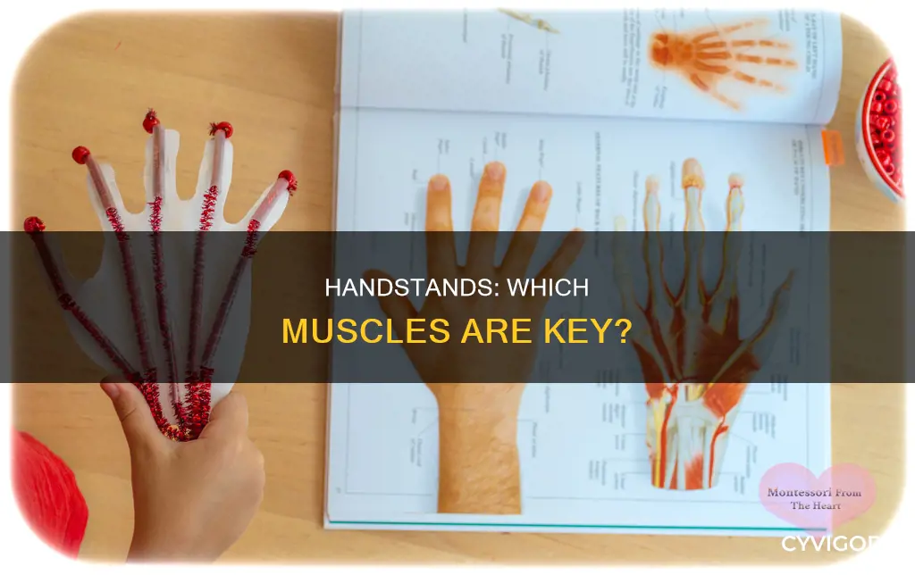 Handstands: Which Muscles Are Key? | CyVigor
