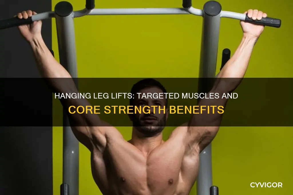 Hanging Leg Lifts: Targeted Muscles And Core Strength Benefits | CyVigor