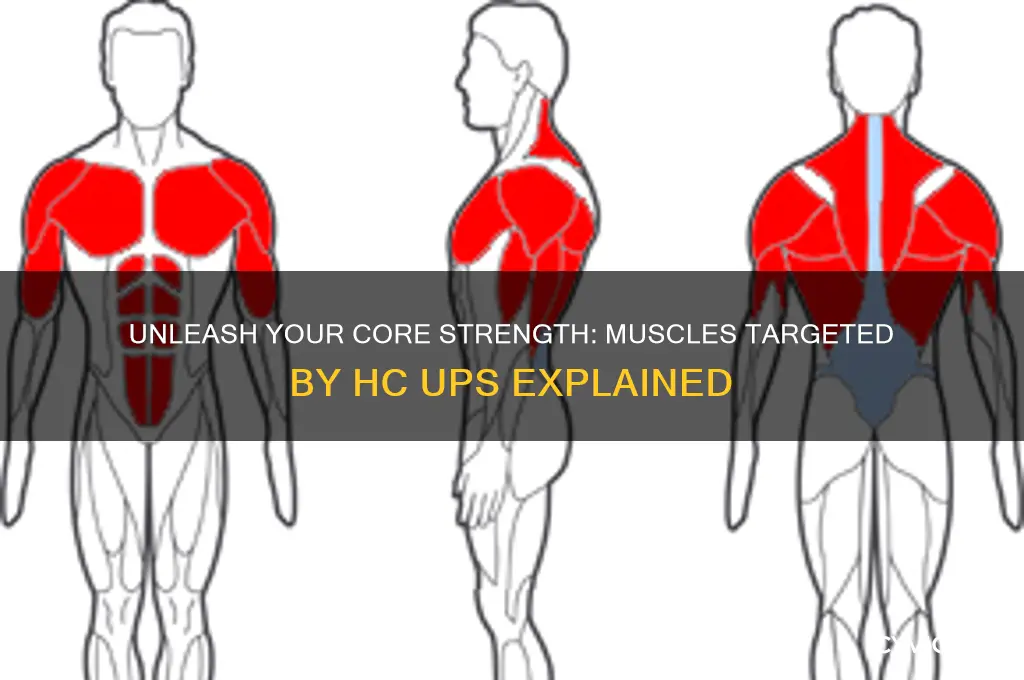 Unleash Your Core Strength: Muscles Targeted By Hc Ups Explained | CyVigor