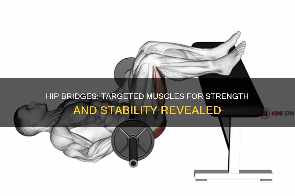 Hip Bridges: Targeted Muscles For Strength And Stability Revealed | CyVigor