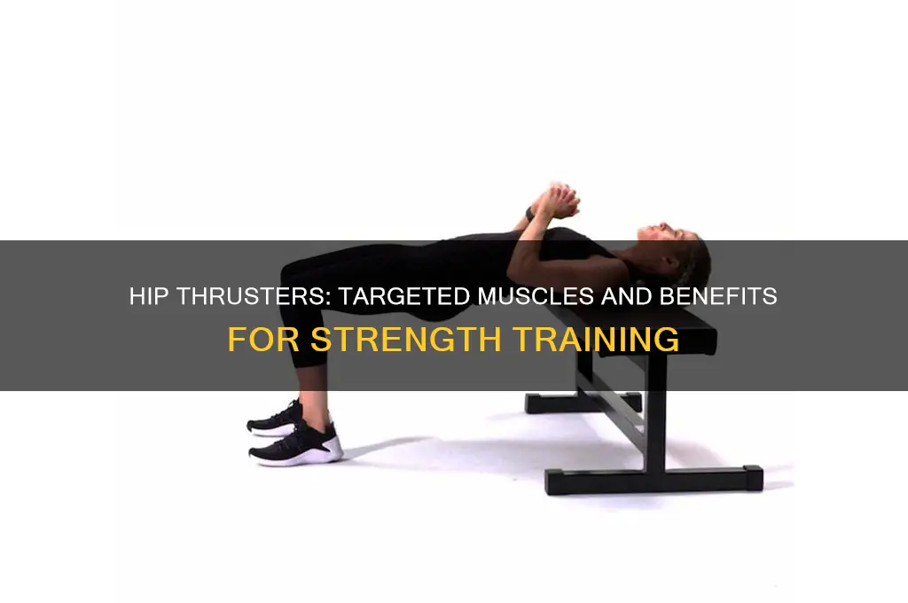 Hip Thrusters: Targeted Muscles And Benefits For Strength Training ...