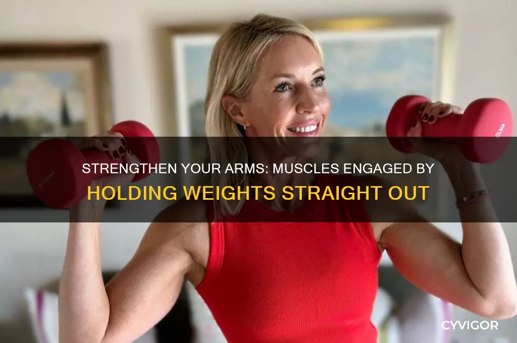 Strengthen Your Arms: Muscles Engaged By Holding Weights Straight Out ...