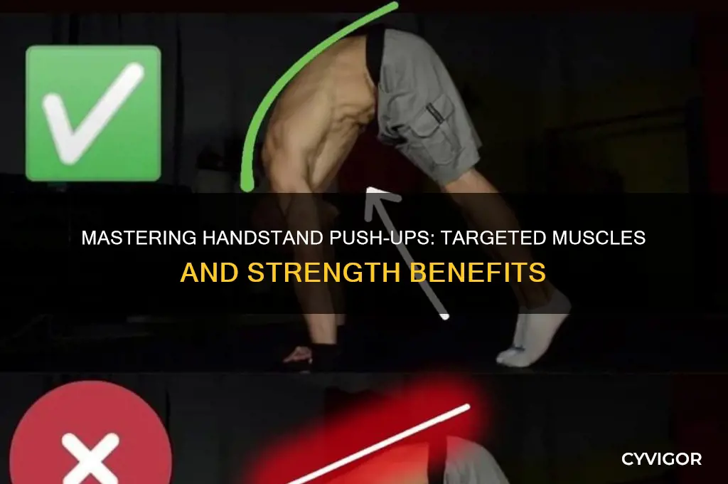 Mastering Handstand Push-Ups: Targeted Muscles And Strength Benefits ...