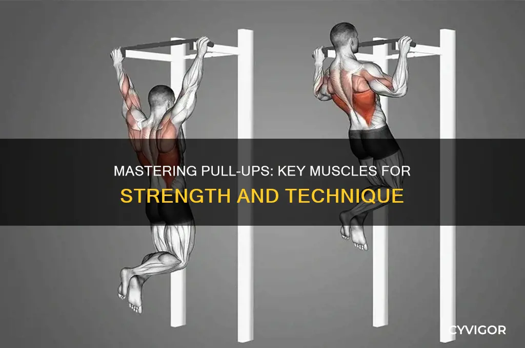 Mastering Pull-Ups: Key Muscles For Strength And Technique | CyVigor