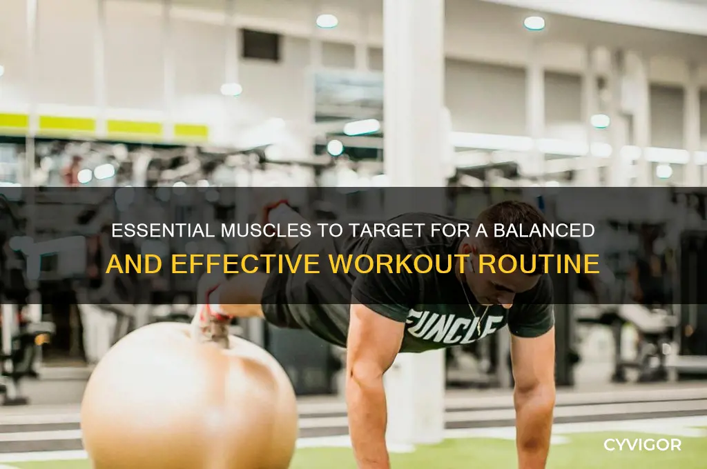 Essential Muscles To Target For A Balanced And Effective Workout ...