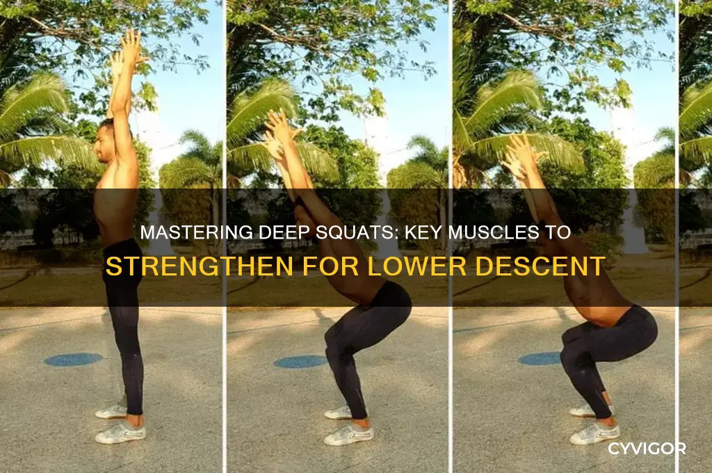 Mastering Deep Squats: Key Muscles To Strengthen For Lower Descent ...