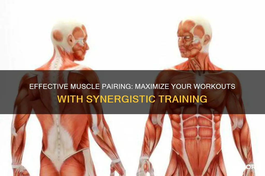 Effective Muscle Pairing: Maximize Your Workouts With Synergistic ...