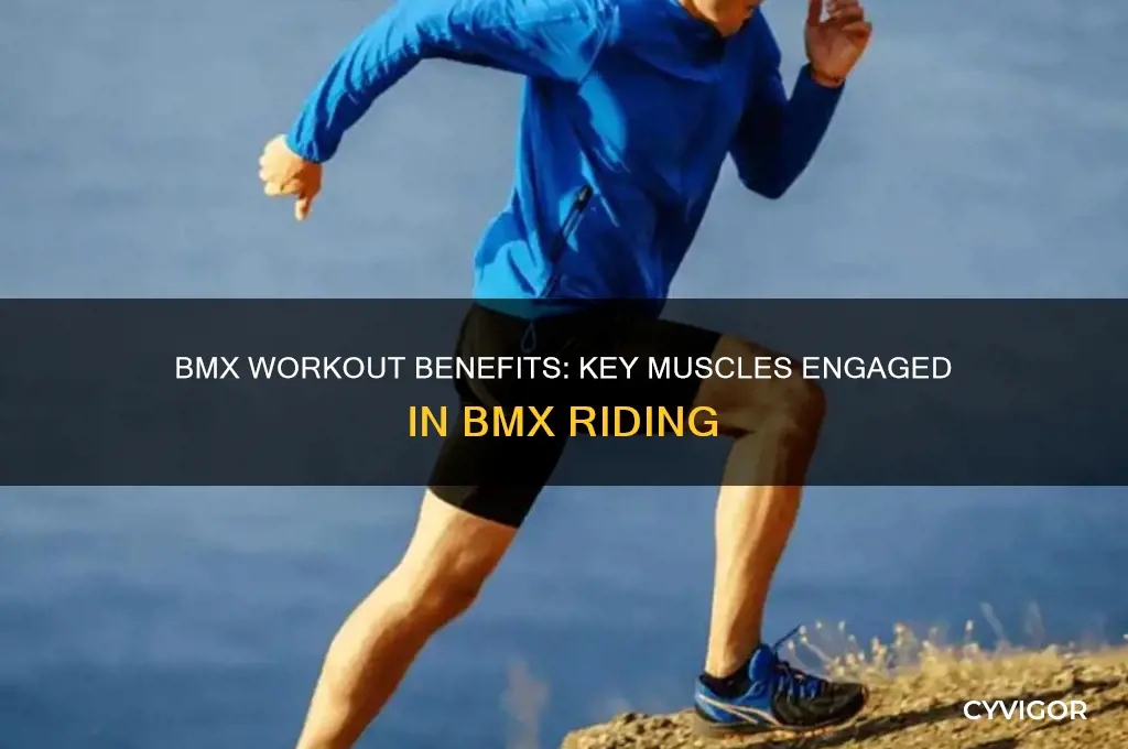 Bmx Workout Benefits: Key Muscles Engaged In Bmx Riding | CyVigor