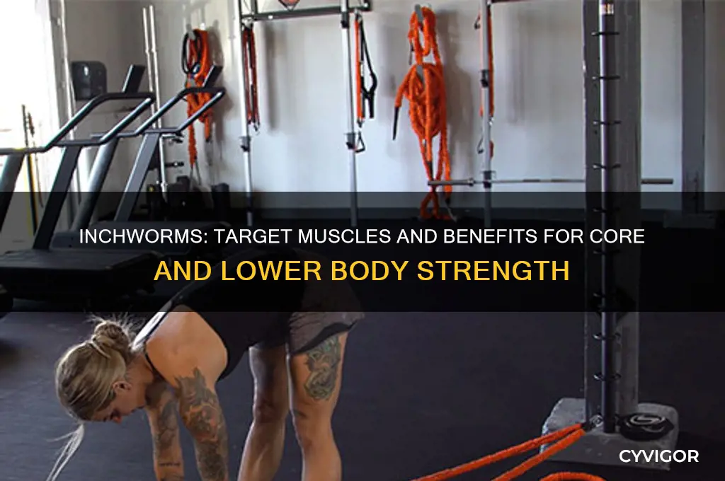 Inchworms: Target Muscles And Benefits For Core And Lower Body Strength ...