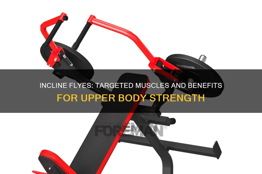 Incline Flyes: Targeted Muscles And Benefits For Upper Body Strength ...