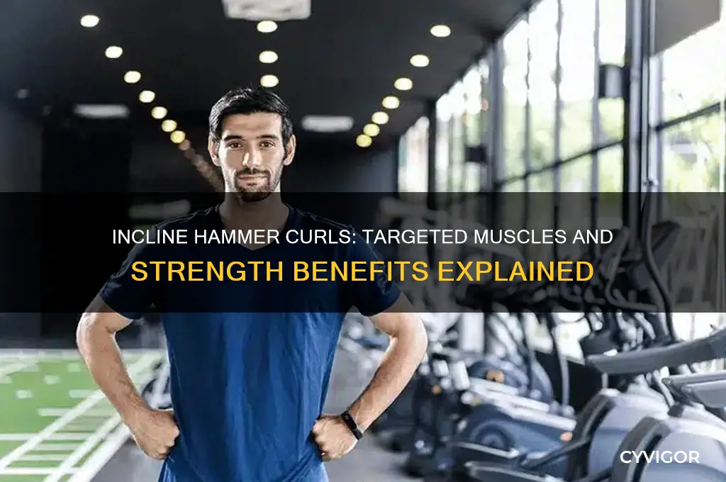 Incline Hammer Curls: Targeted Muscles And Strength Benefits Explained ...