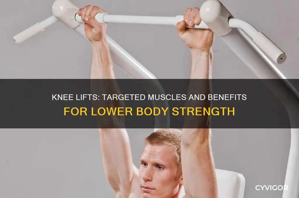 Knee Lifts: Targeted Muscles And Benefits For Lower Body Strength | CyVigor