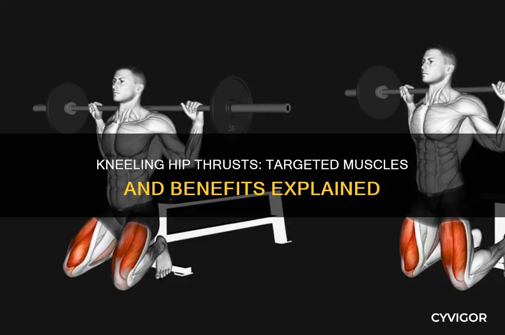 Kneeling Hip Thrusts: Targeted Muscles And Benefits Explained | CyVigor