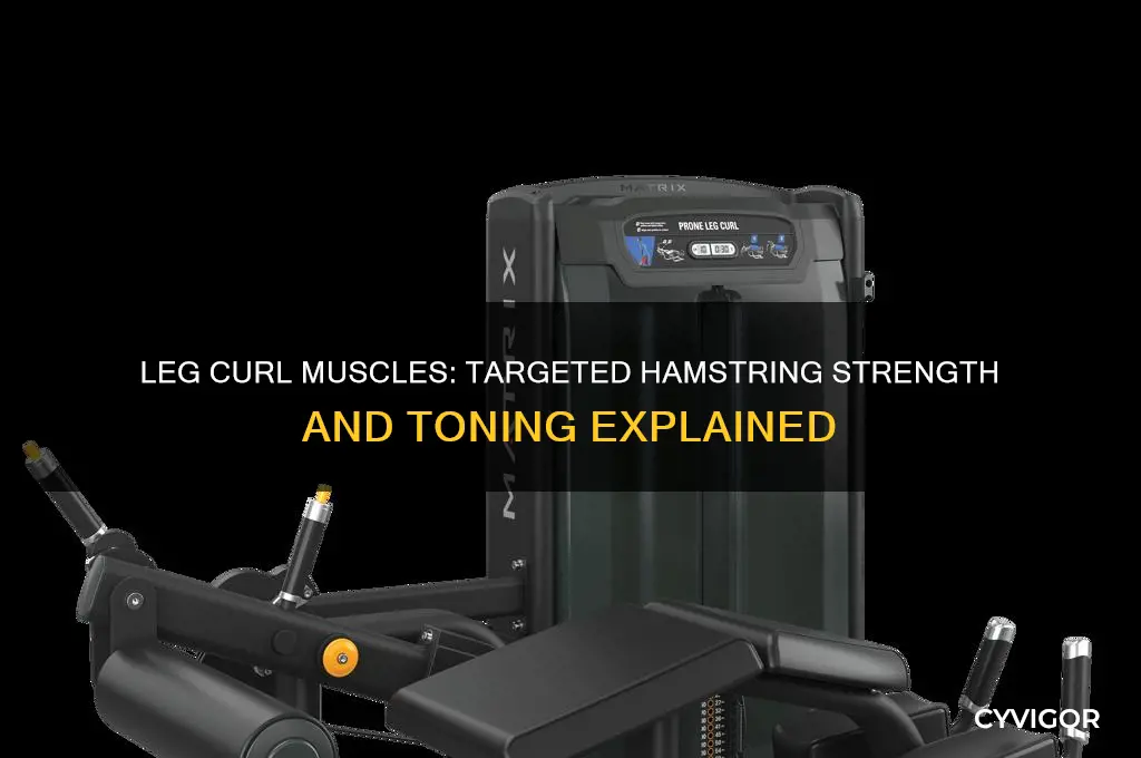 Leg Curl Muscles: Targeted Hamstring Strength And Toning Explained ...
