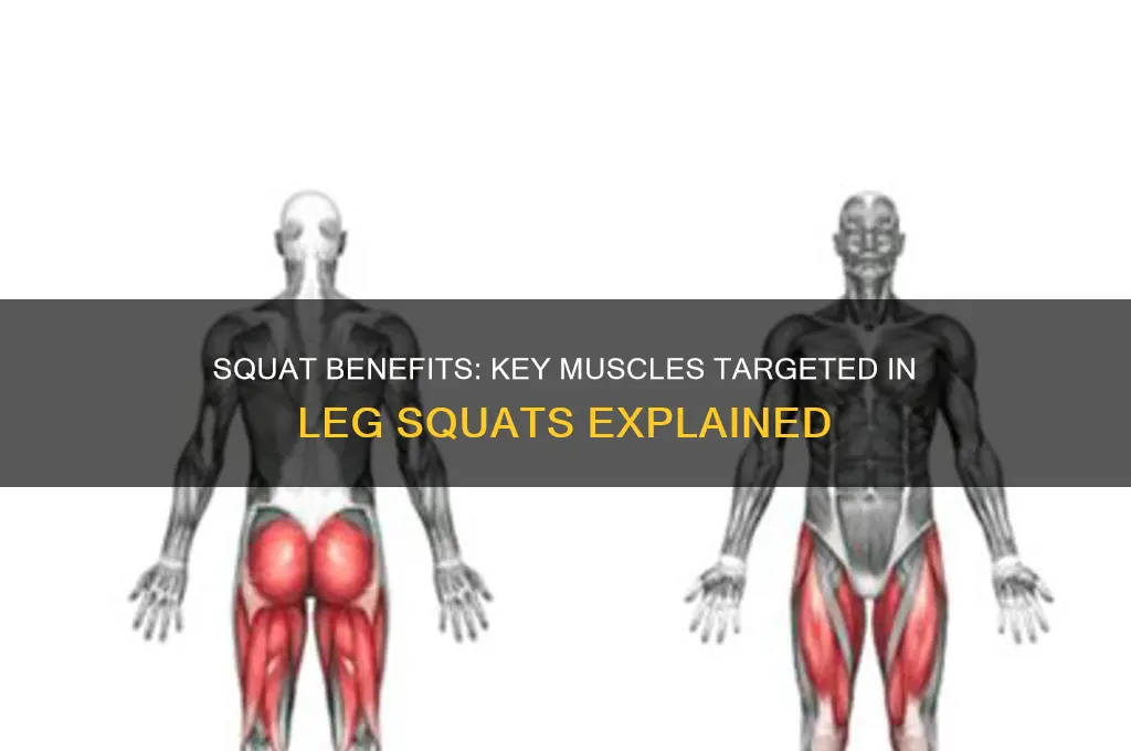 Squat Benefits: Key Muscles Targeted In Leg Squats Explained | CyVigor