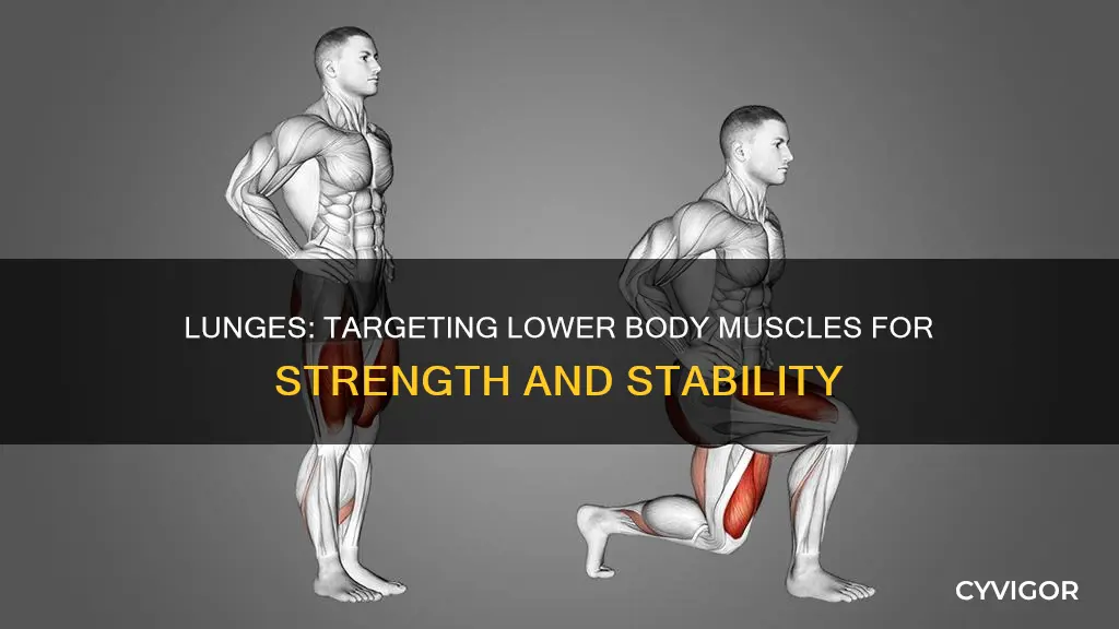 Lunges: Targeting Lower Body Muscles For Strength And Stability | CyVigor