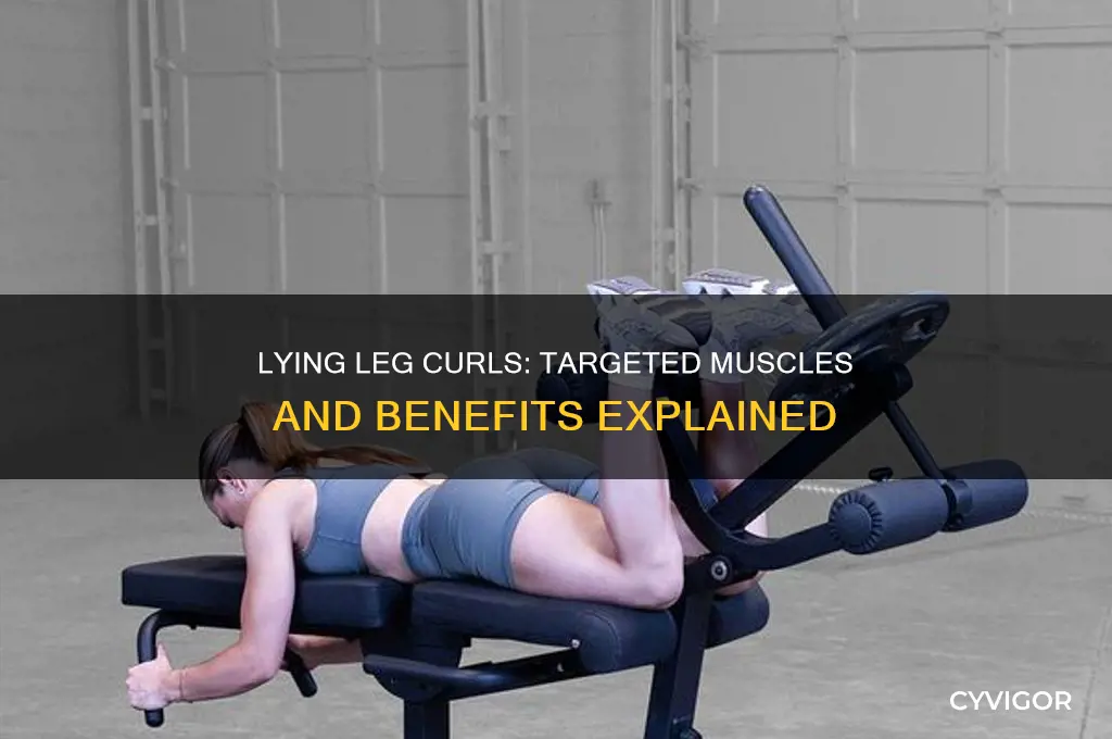 Lying Leg Curls: Targeted Muscles And Benefits Explained | CyVigor