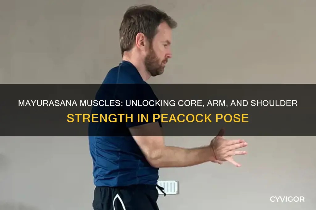Mayurasana Muscles: Unlocking Core, Arm, And Shoulder Strength In ...