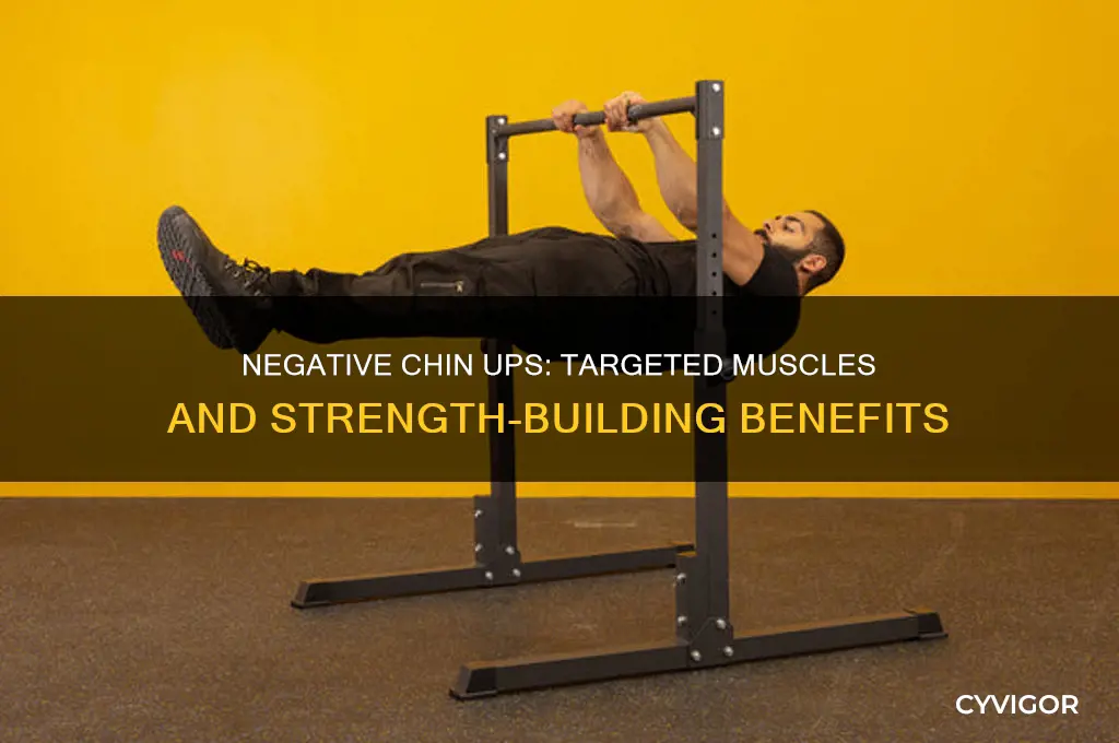 Negative Chin Ups: Targeted Muscles And Strength-Building Benefits ...