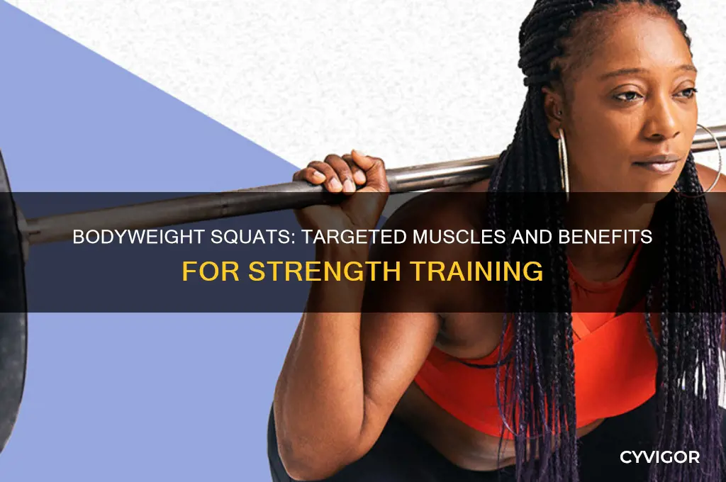 Bodyweight Squats: Targeted Muscles And Benefits For Strength Training ...