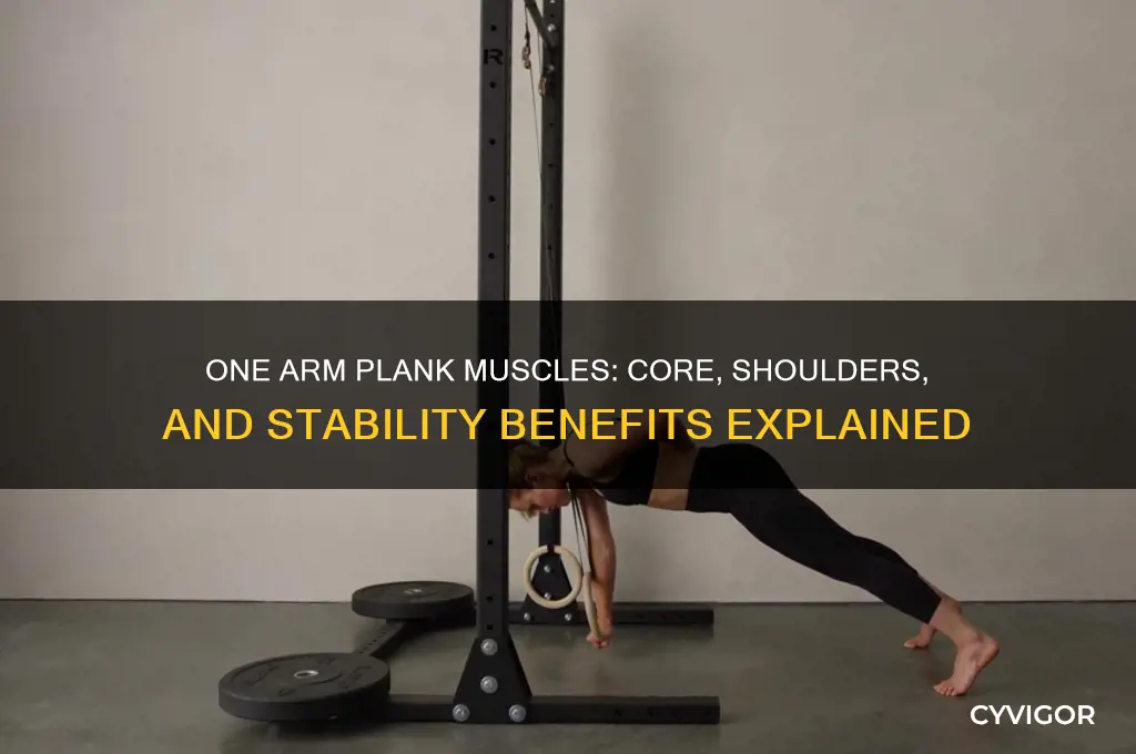 One Arm Plank Muscles: Core, Shoulders, And Stability Benefits ...