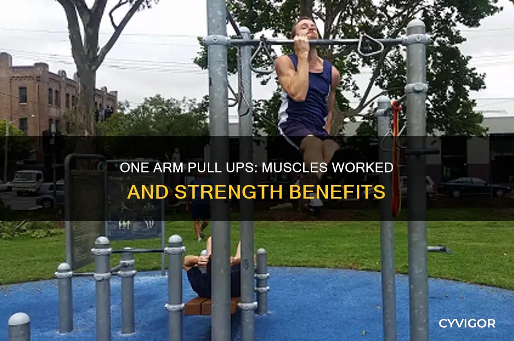 One Arm Pull Ups: Muscles Worked And Strength Benefits | CyVigor