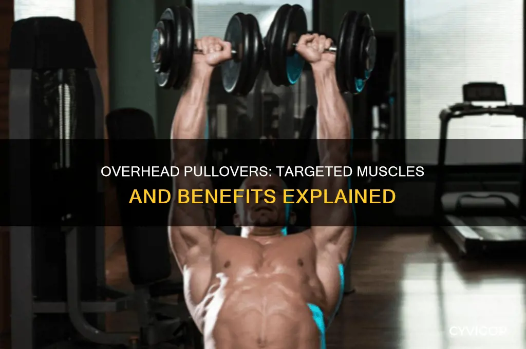 Overhead Pullovers: Targeted Muscles And Benefits Explained | CyVigor