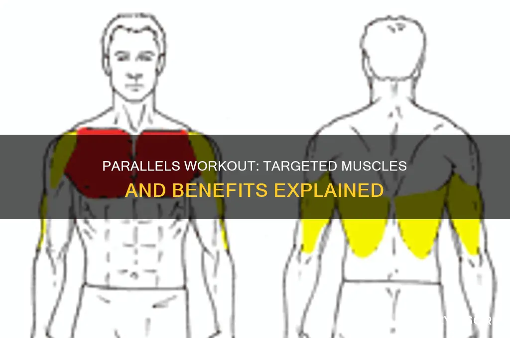 Parallels Workout: Targeted Muscles And Benefits Explained | CyVigor