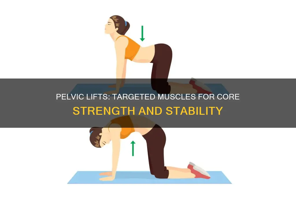 Pelvic Lifts: Targeted Muscles For Core Strength And Stability | CyVigor