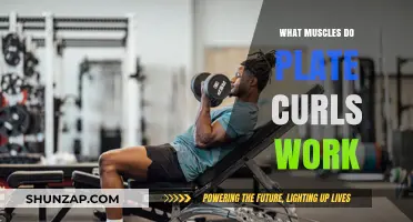 Plank Shoulder Taps: Muscles Worked And Benefits Explained | CyVigor