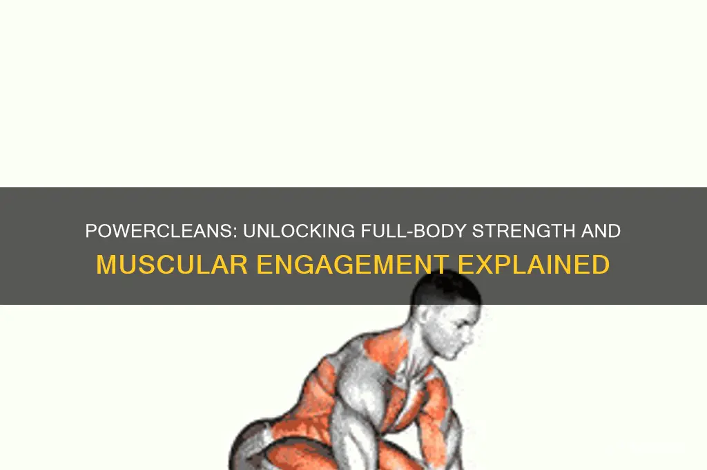 Powercleans: Unlocking Full-Body Strength And Muscular Engagement ...