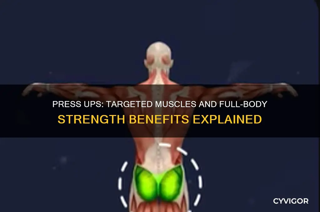 Press Ups: Targeted Muscles And Full-Body Strength Benefits Explained ...
