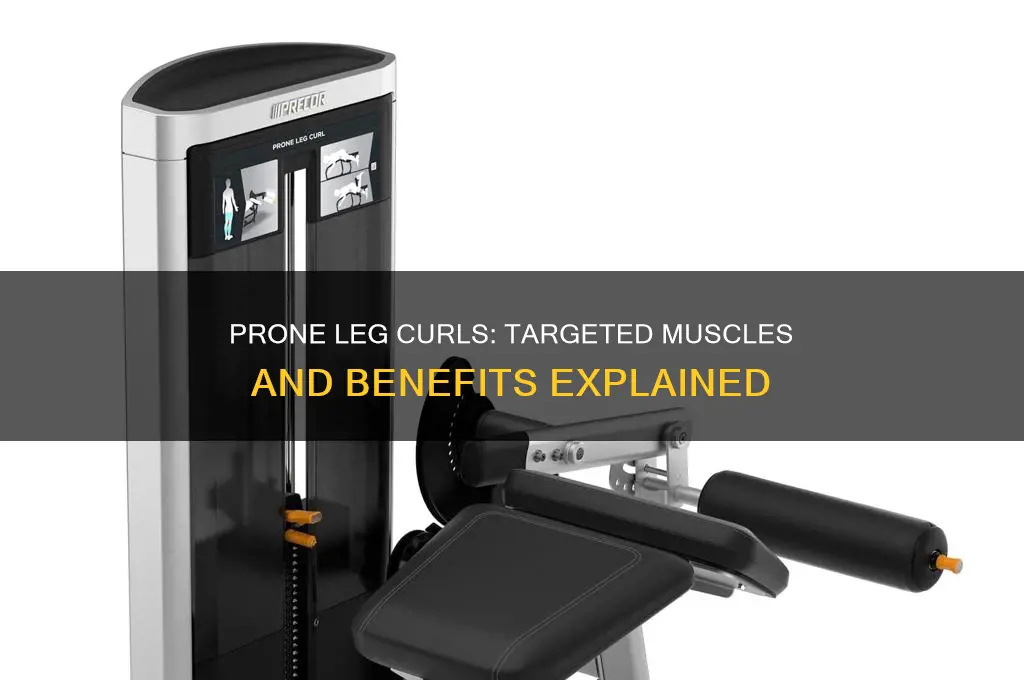Prone Leg Curls: Targeted Muscles And Benefits Explained | CyVigor