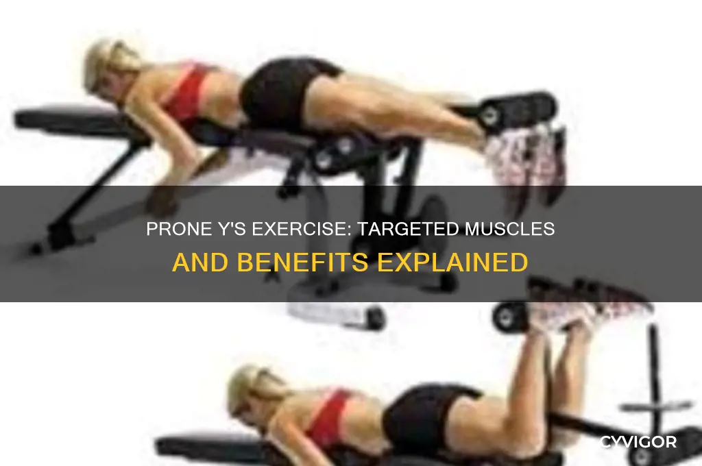 Prone Y's Exercise: Targeted Muscles And Benefits Explained | CyVigor