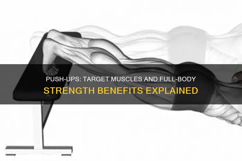 Push-Ups: Target Muscles And Full-Body Strength Benefits Explained ...