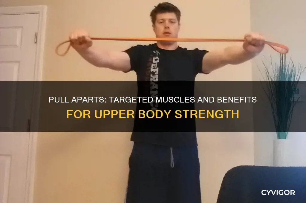 Pull Aparts: Targeted Muscles And Benefits For Upper Body Strength ...