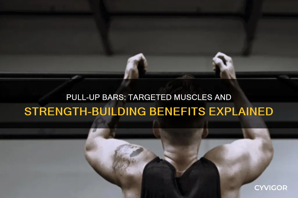 Pull-Up Bars: Targeted Muscles And Strength-Building Benefits Explained ...