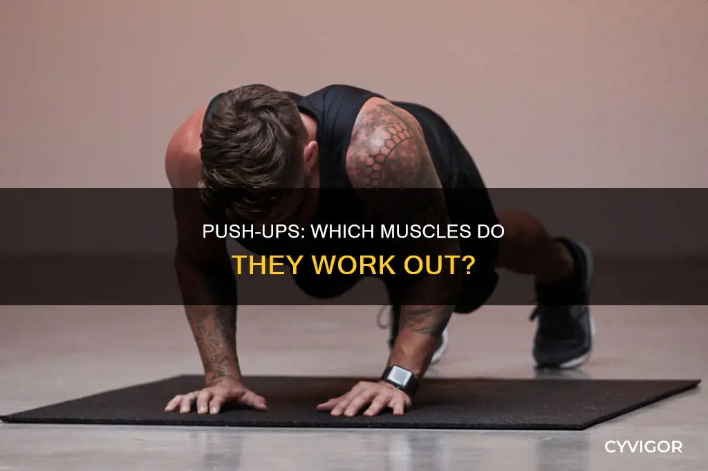 Push-Ups: Which Muscles Do They Work Out? | CyVigor