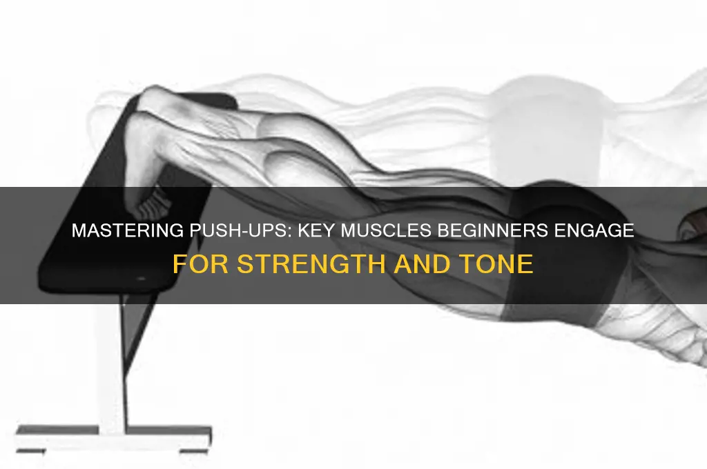 Mastering Push-Ups: Key Muscles Beginners Engage For Strength And Tone ...