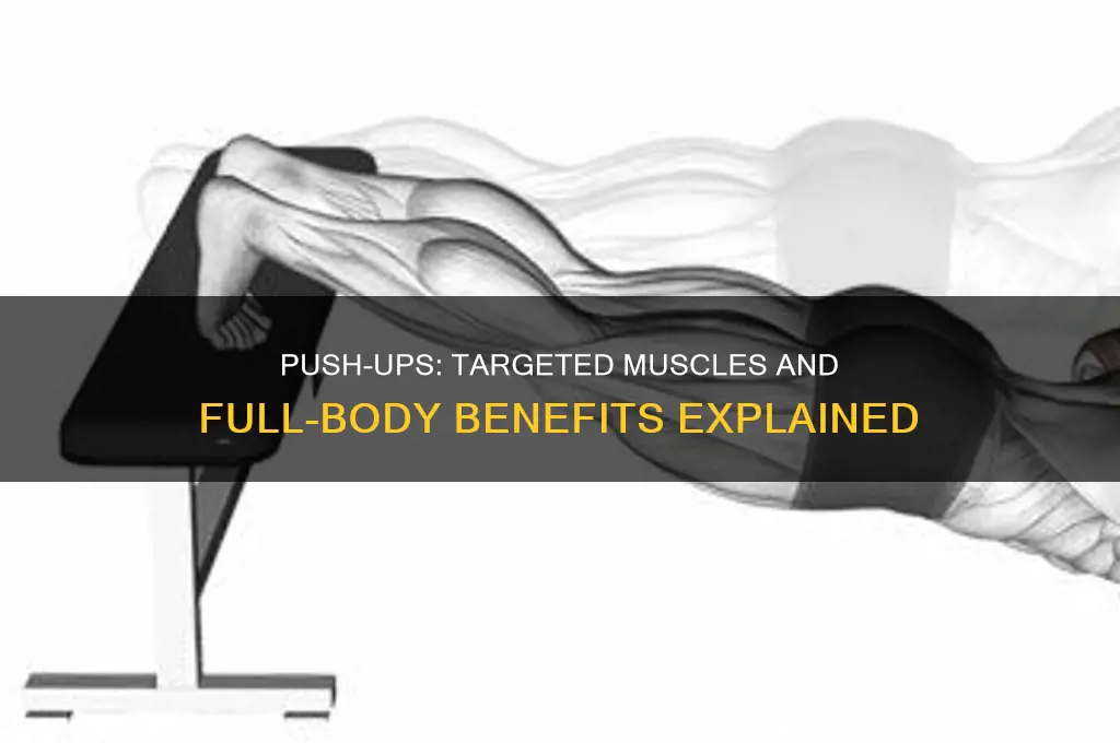 Push-Ups: Targeted Muscles And Full-Body Benefits Explained | CyVigor