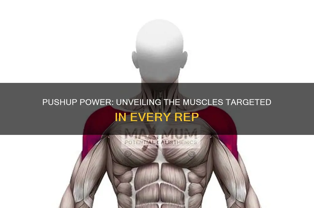 Pushup Power: Unveiling The Muscles Targeted In Every Rep | CyVigor