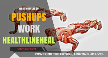 Pushup Power: A Body Map Of Targeted Muscles Revealed | CyVigor