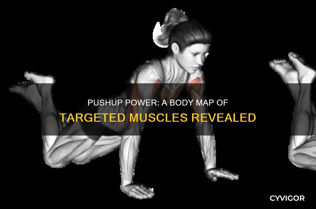 Pushup Power: A Body Map Of Targeted Muscles Revealed | CyVigor