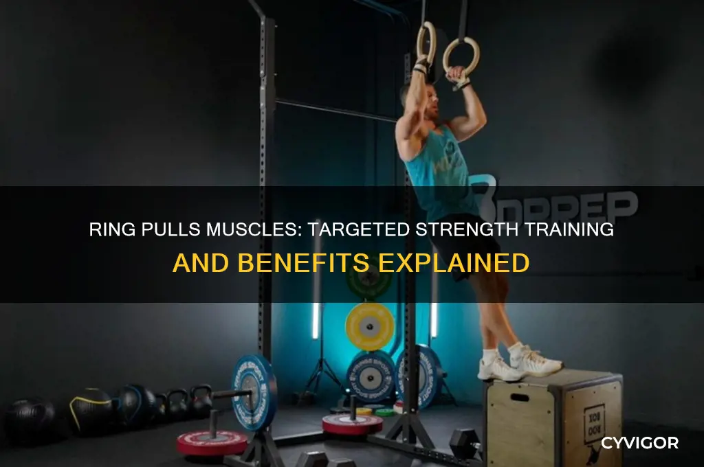 Ring Pulls Muscles: Targeted Strength Training And Benefits Explained ...