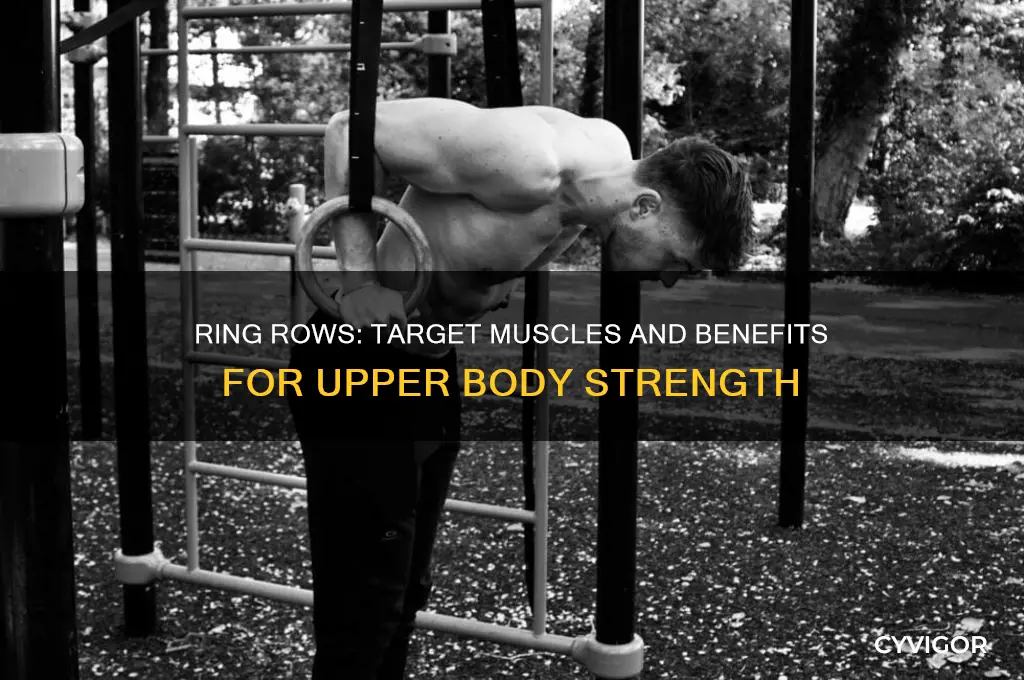 Ring Rows: Target Muscles And Benefits For Upper Body Strength | CyVigor