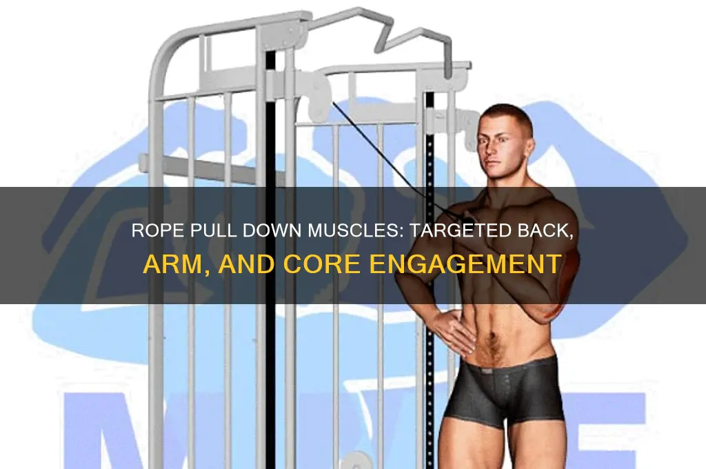 Rope Pull Down Muscles: Targeted Back, Arm, And Core Engagement | CyVigor