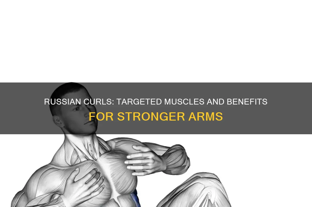 Russian Curls: Targeted Muscles And Benefits For Stronger Arms | CyVigor