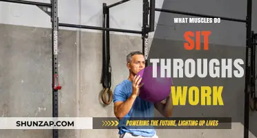 Sit To Stand: Muscles Engaged In This Essential Movement | CyVigor