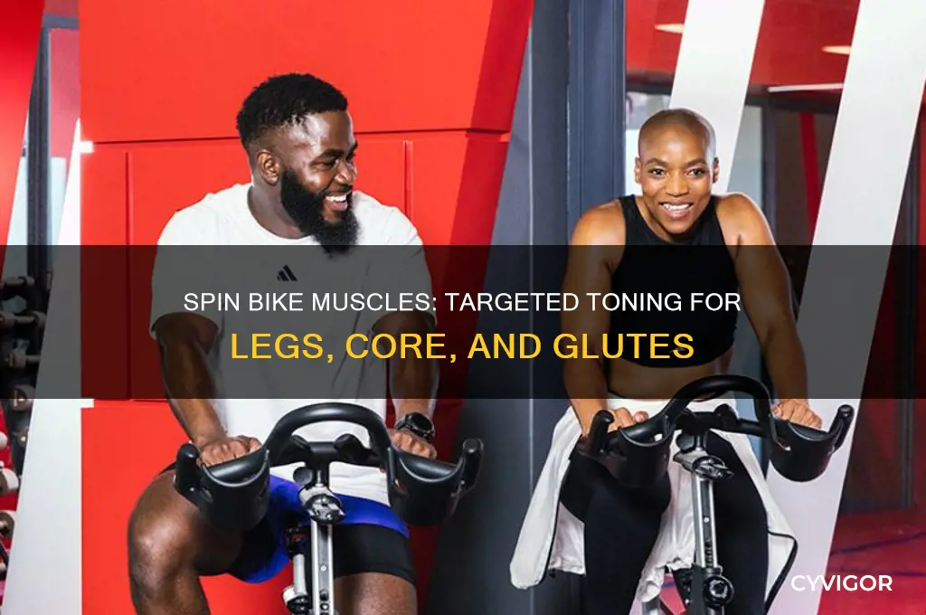 Spin Bike Muscles: Targeted Toning For Legs, Core, And Glutes | CyVigor