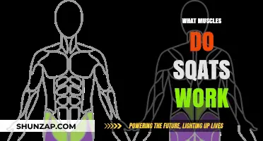 Squat Muscles Worked: Illustrated Guide To Key Muscle Groups | CyVigor